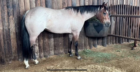 Roping Horses – Frontier Rodeo Company