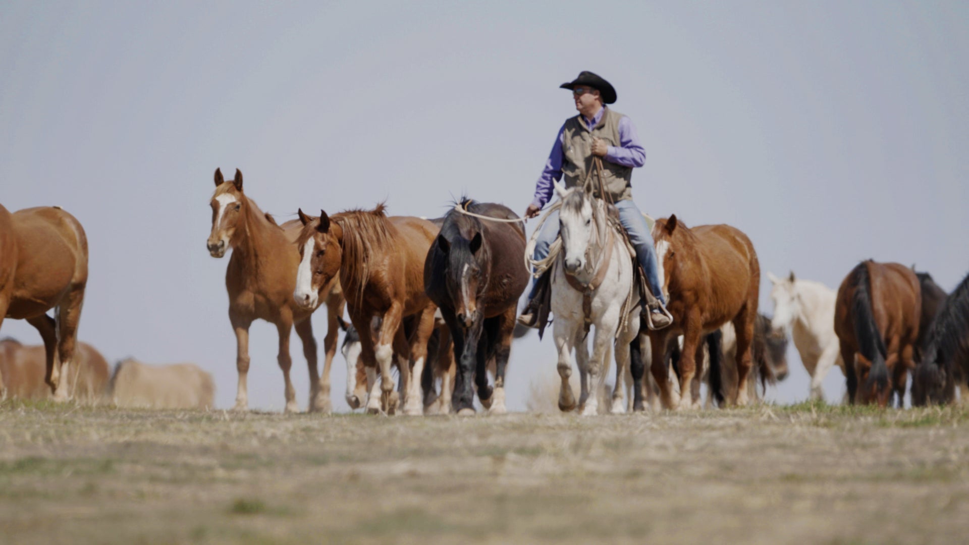 Roping Horses – Frontier Rodeo Company