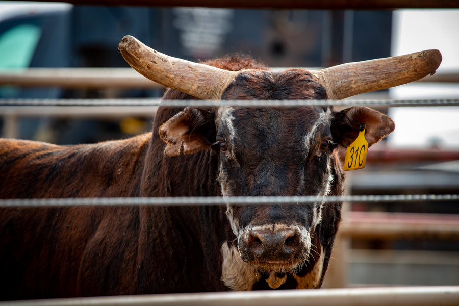 Frontier Rodeo Swag – Frontier Rodeo Company